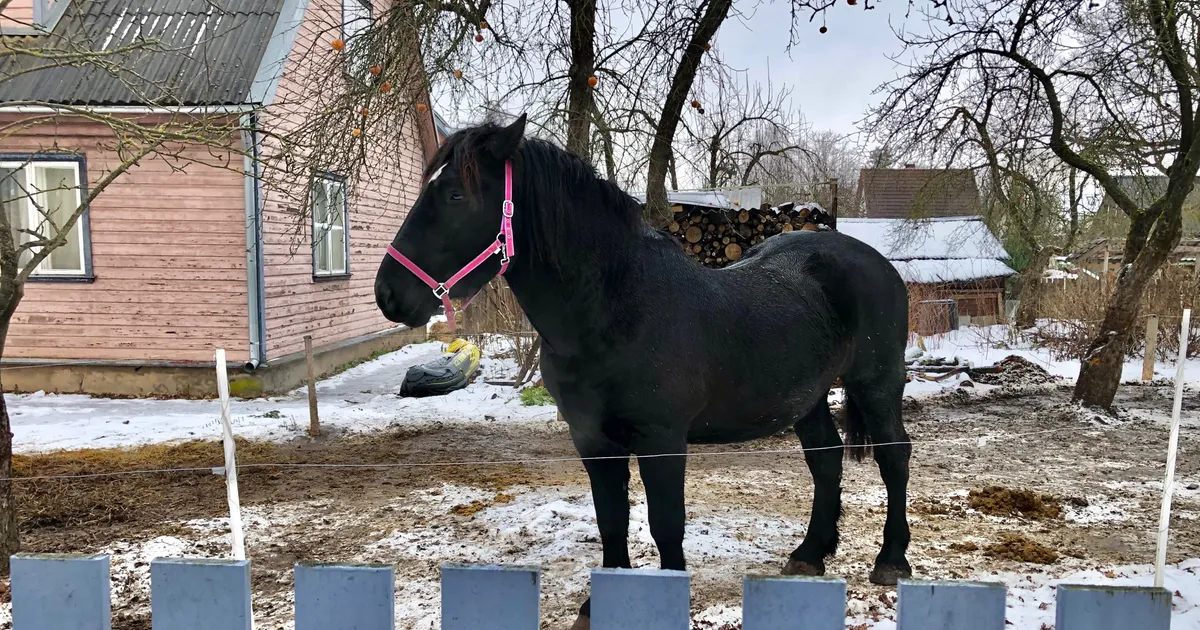 Hobune Hermon jõudis karjamaalt taas linnakoju