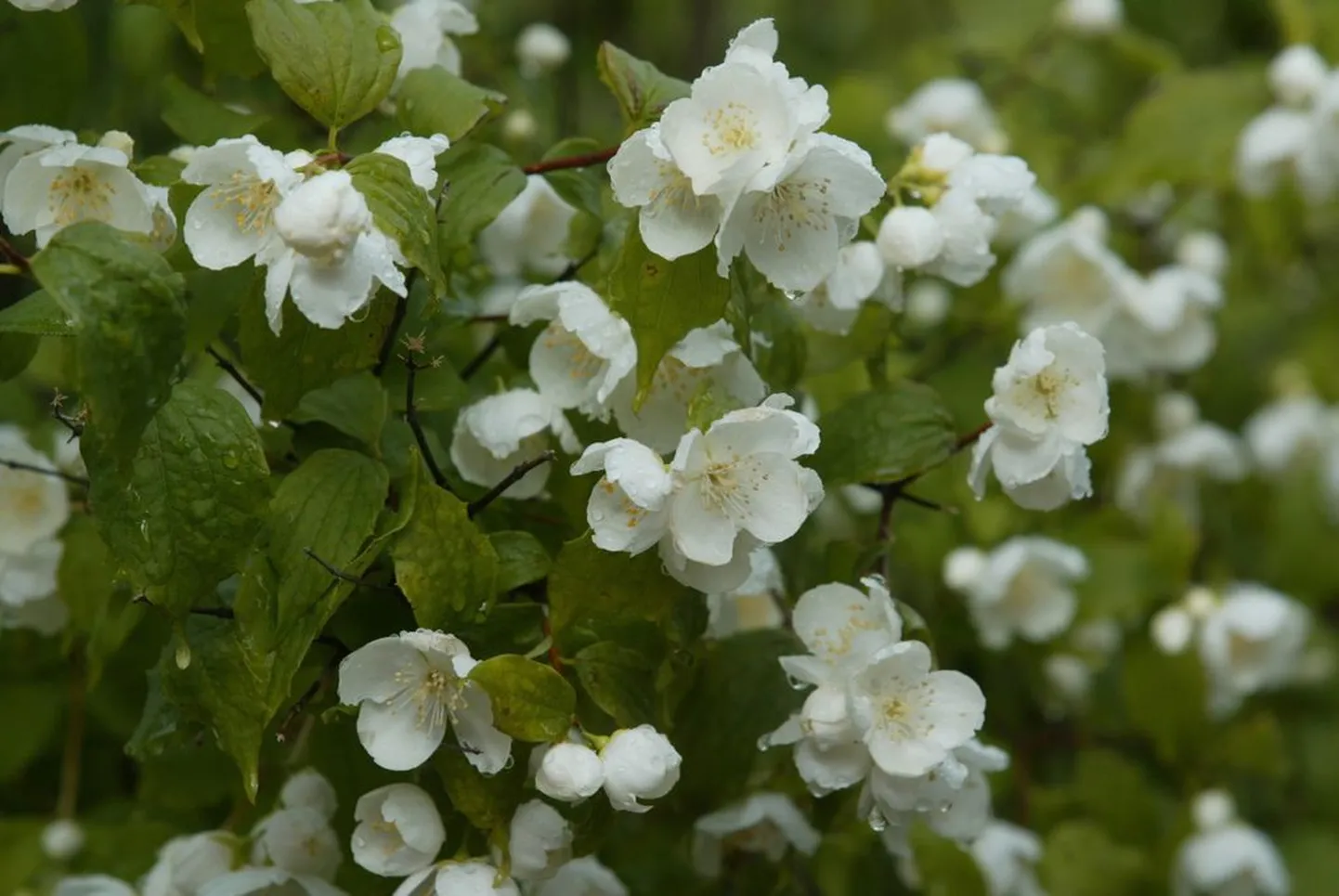 Jasmiin aitab võidelda vähiga