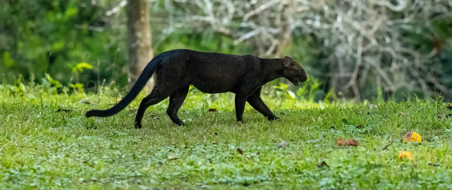 EI VÕI OLLA Kas kass või saarmas – hoopis jaguarundi, te ei ole tast ...