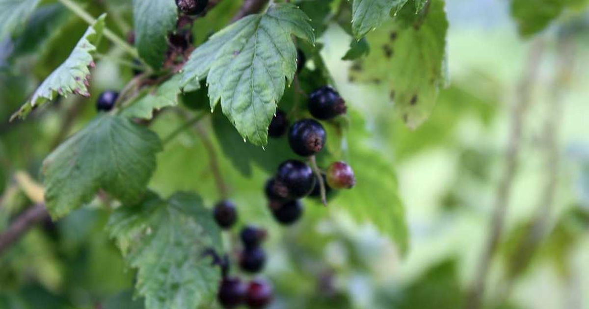 Mürgised marjad ja taimed ohustavad väikelapsi