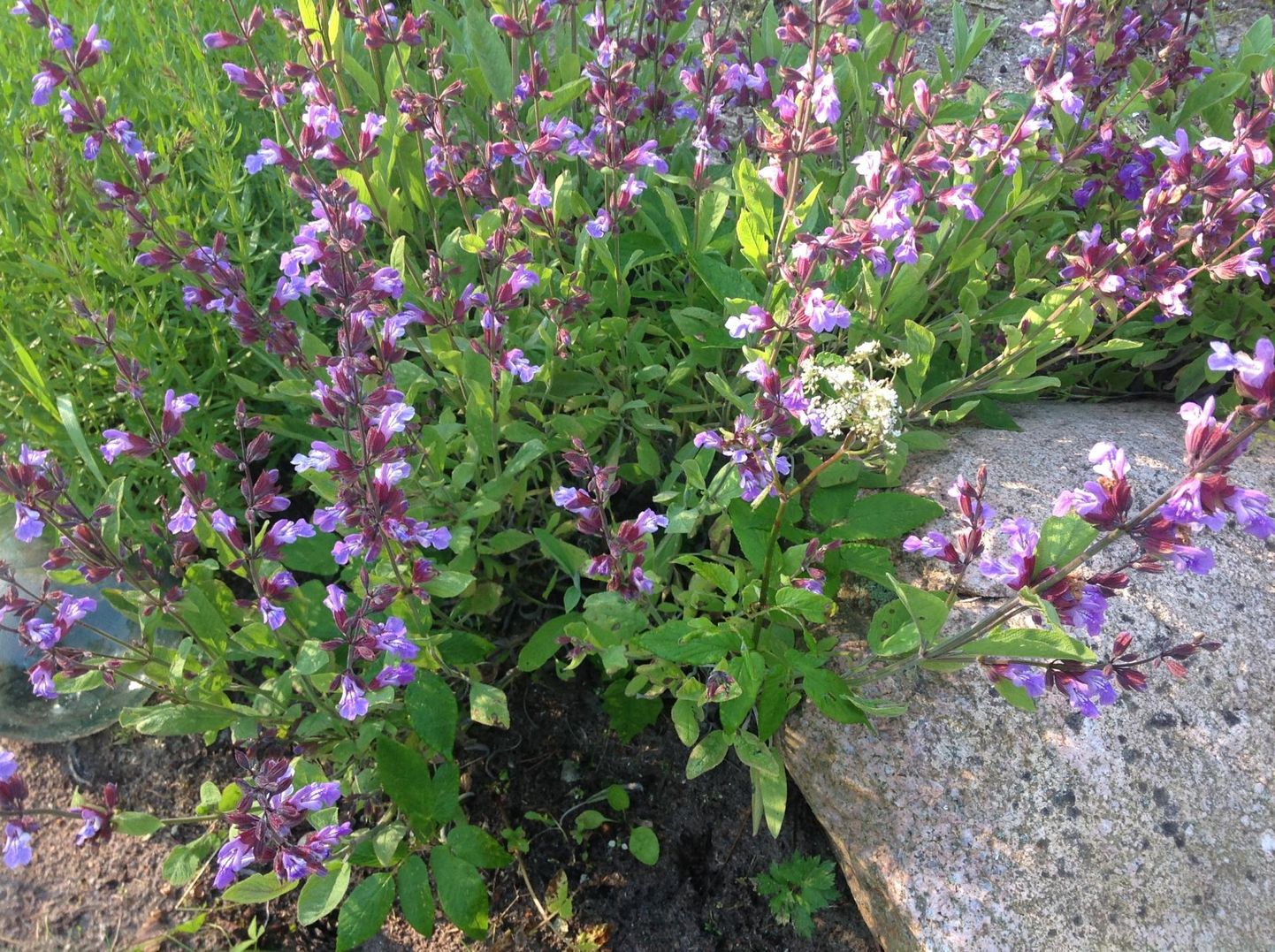 Higistamise vastu aitab aedsalvei