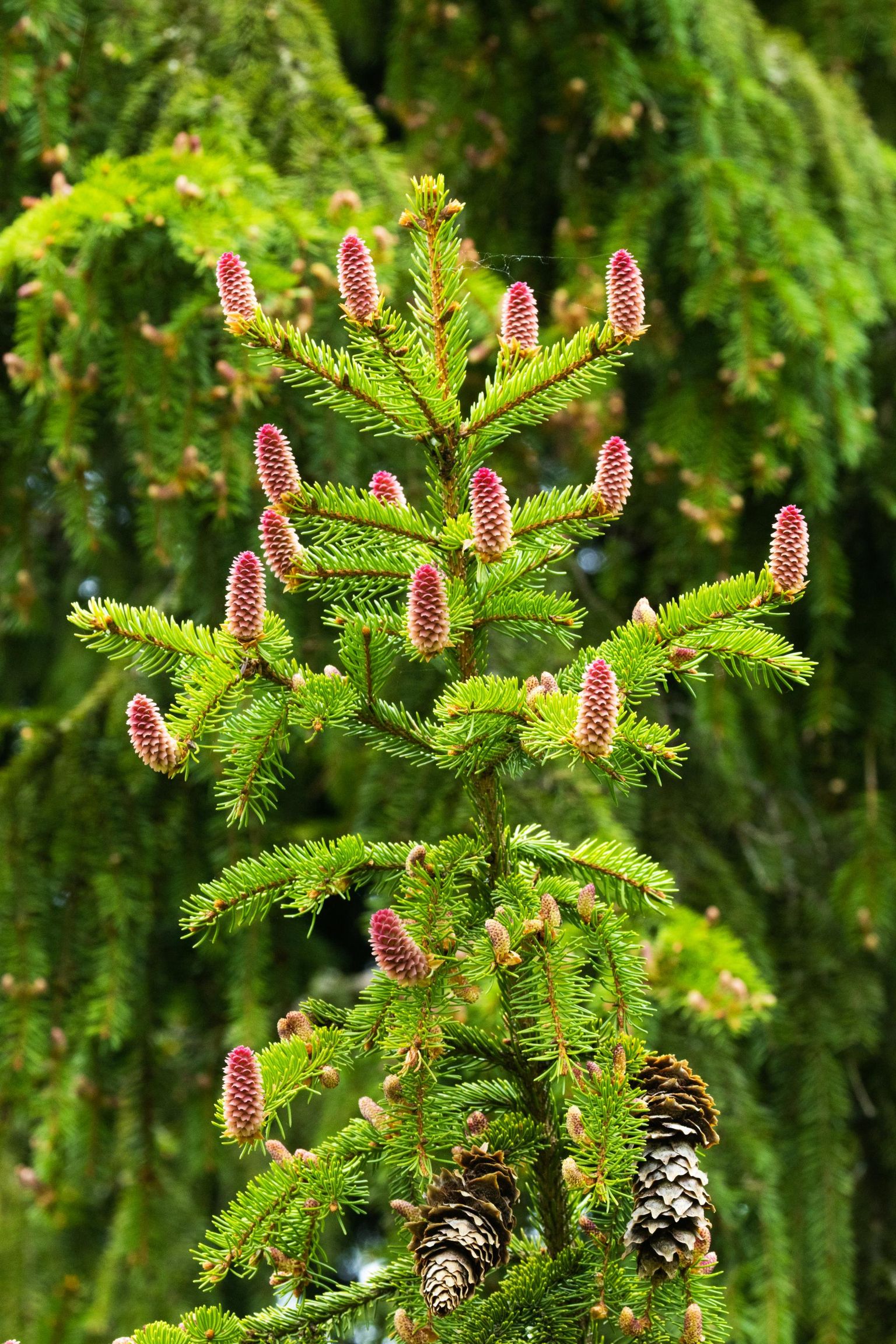 LOODUSVAATUS Põhilised õietolmu paiskajad kuused õitsevad üllatavalt ...