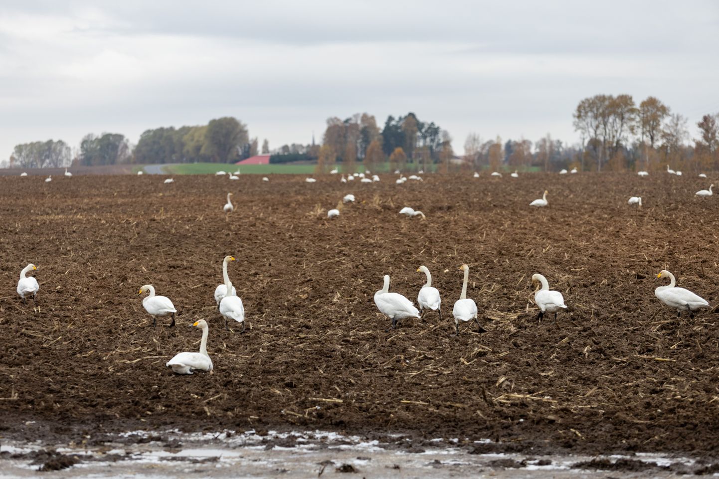 Sügismeeleolu klõps. Valged tiivulised pruunil põllul