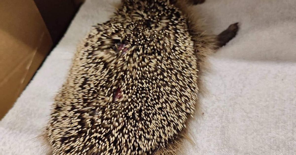 FOTO Läänemaalt leiti vaklu täis siil, kes oli tõenäoliselt koeralt ...