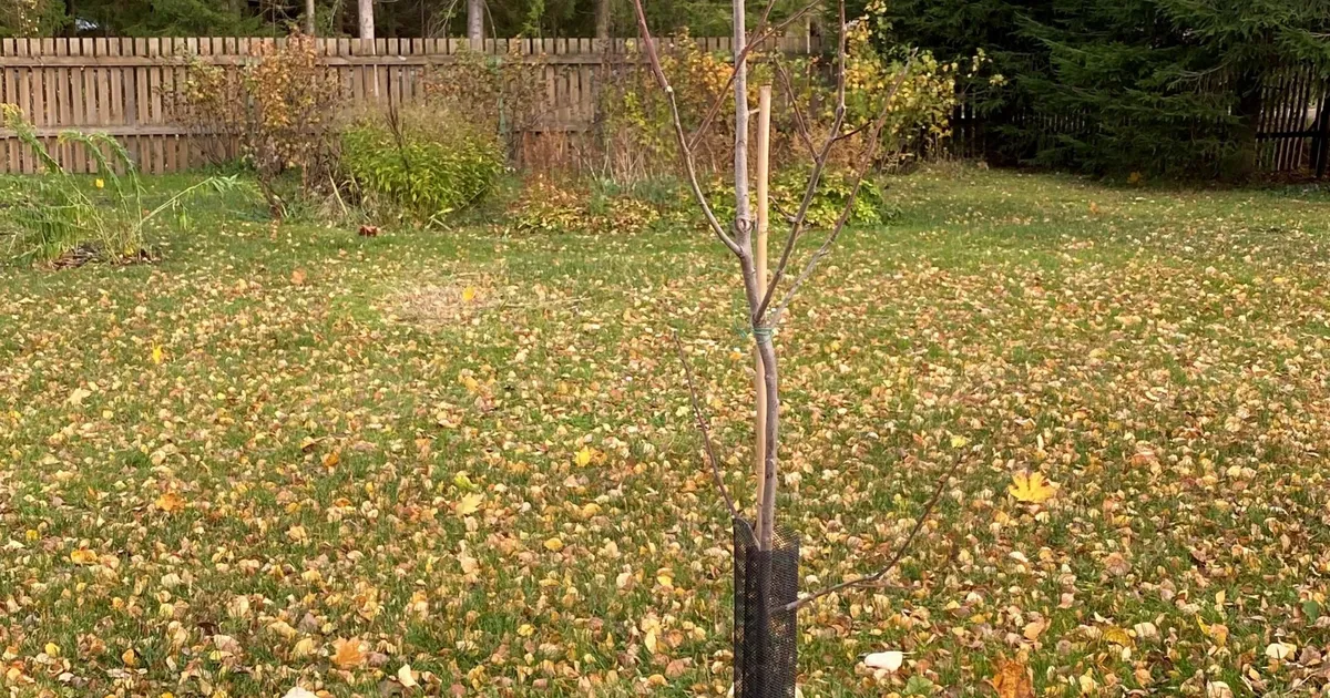 NÄDALA AED Kuidas kaitsta noori puid