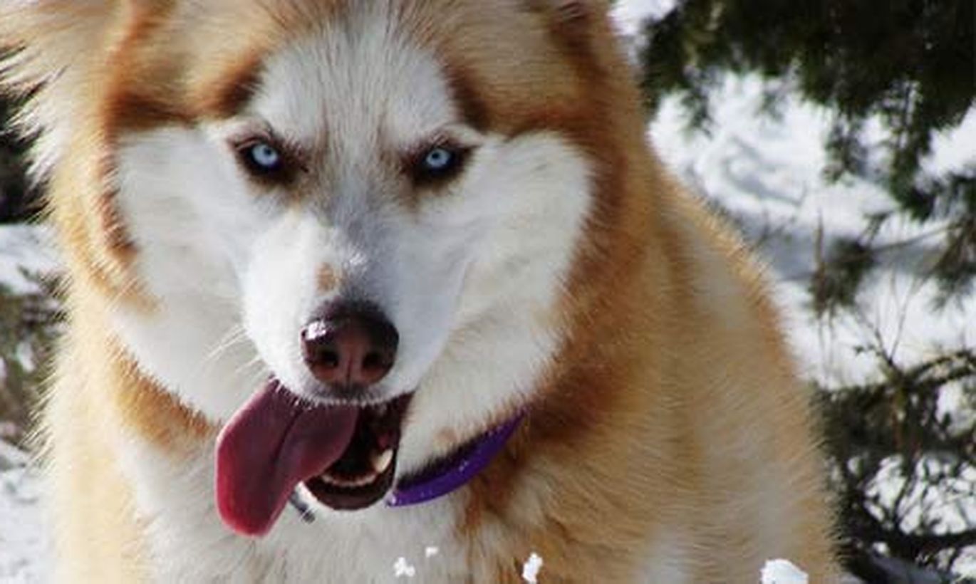 Dzīvesveids – haskiji - Dzīvnieki - Daba un dzīvnieki - Apollo.lv