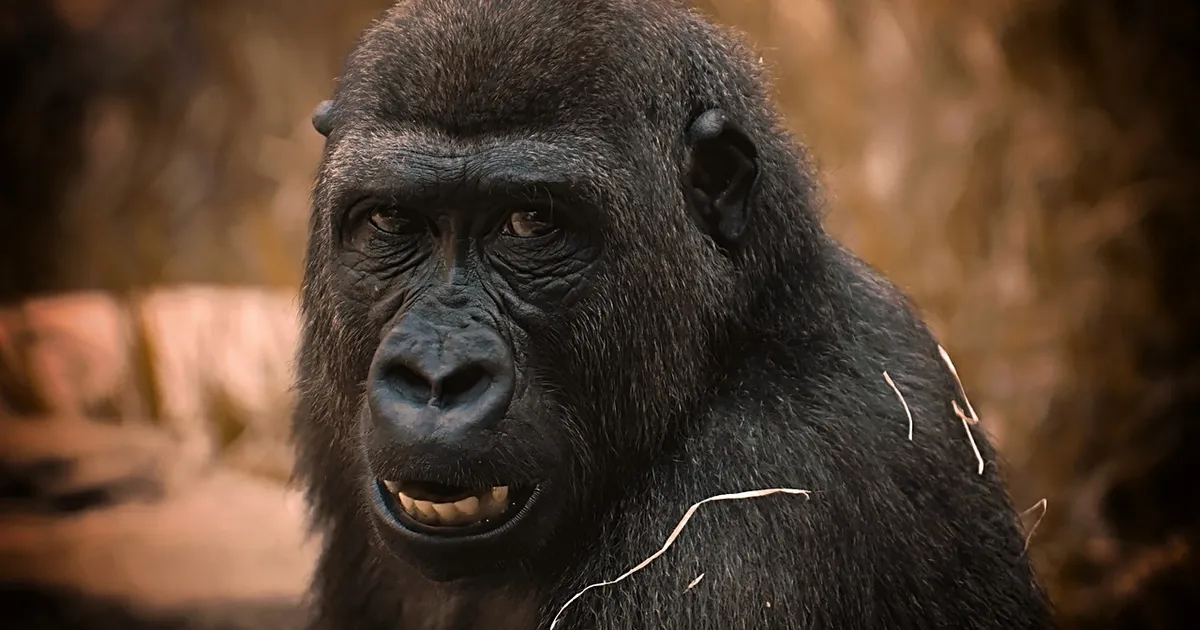 Anekdoot: mida sa, ahv, kisad siin?