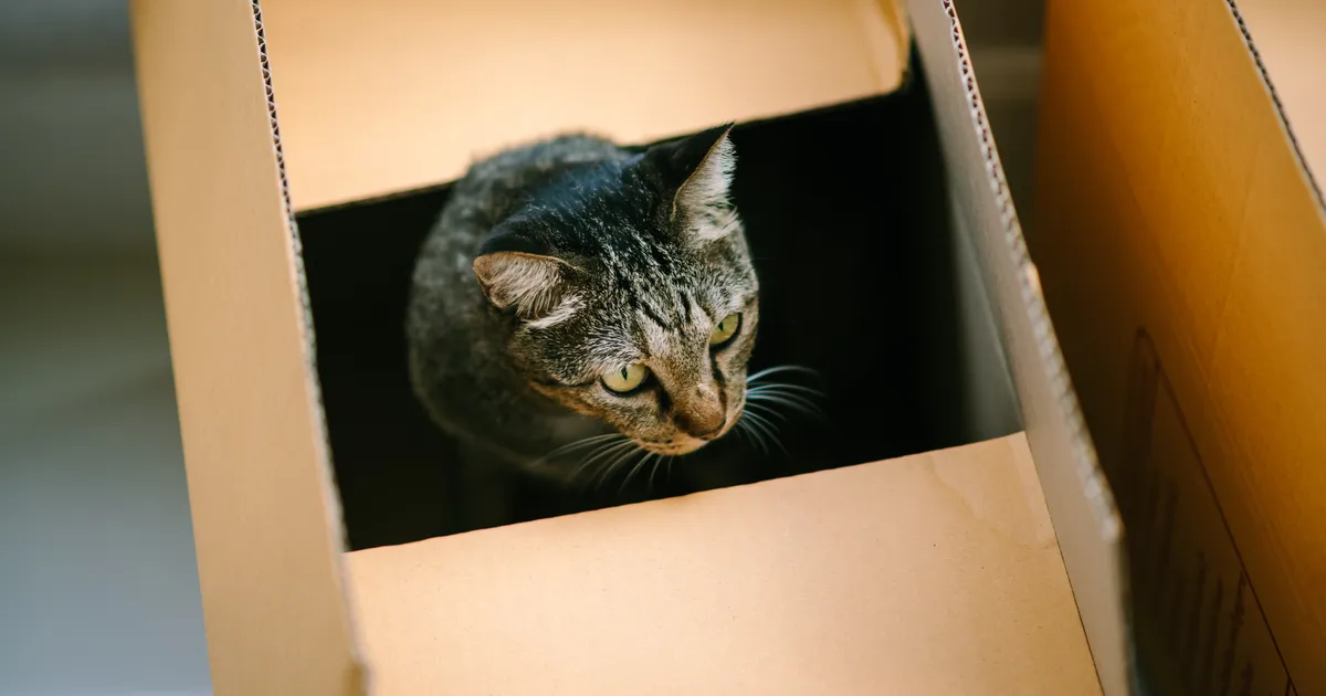 TÄIELIK IME Ameerika paarike saatis enda kassi kogemata Amazoni pakiga ...